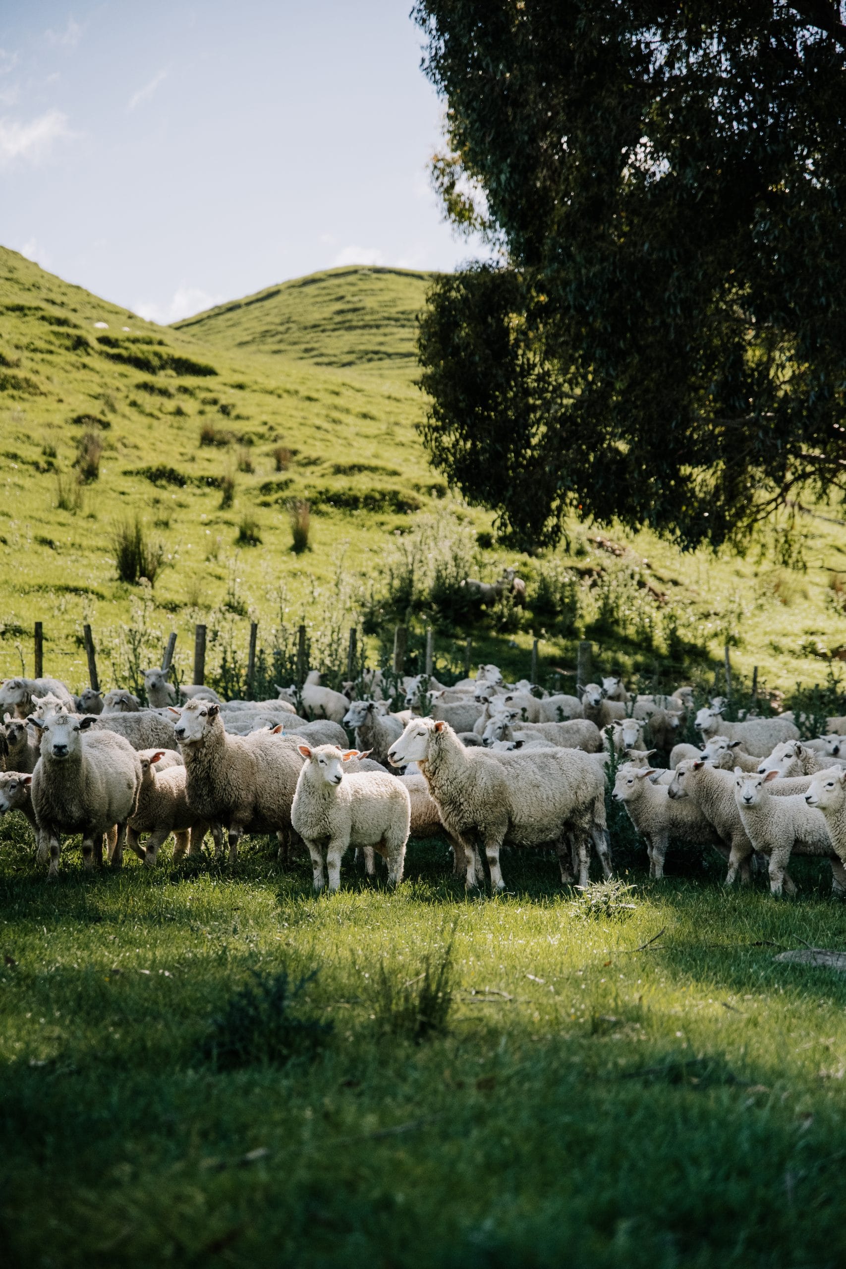 From Family Farm to Premium Brand: How Honest Wolf is Reimagining the ...